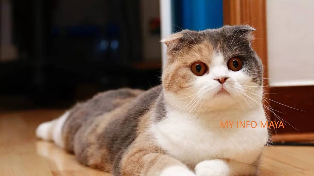 Kucing Adalah Makhluk Tuhan Yang Disayangi Rasulullah SAW. Ambil Tahu 5 ...