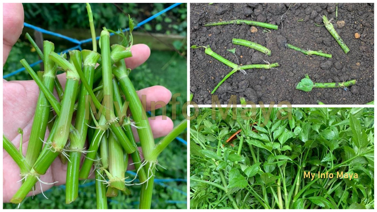 Wanita Ini Bongkar Teknik Tanaman Pokok Ulam Selom Gemuk Merimbun Di ...
