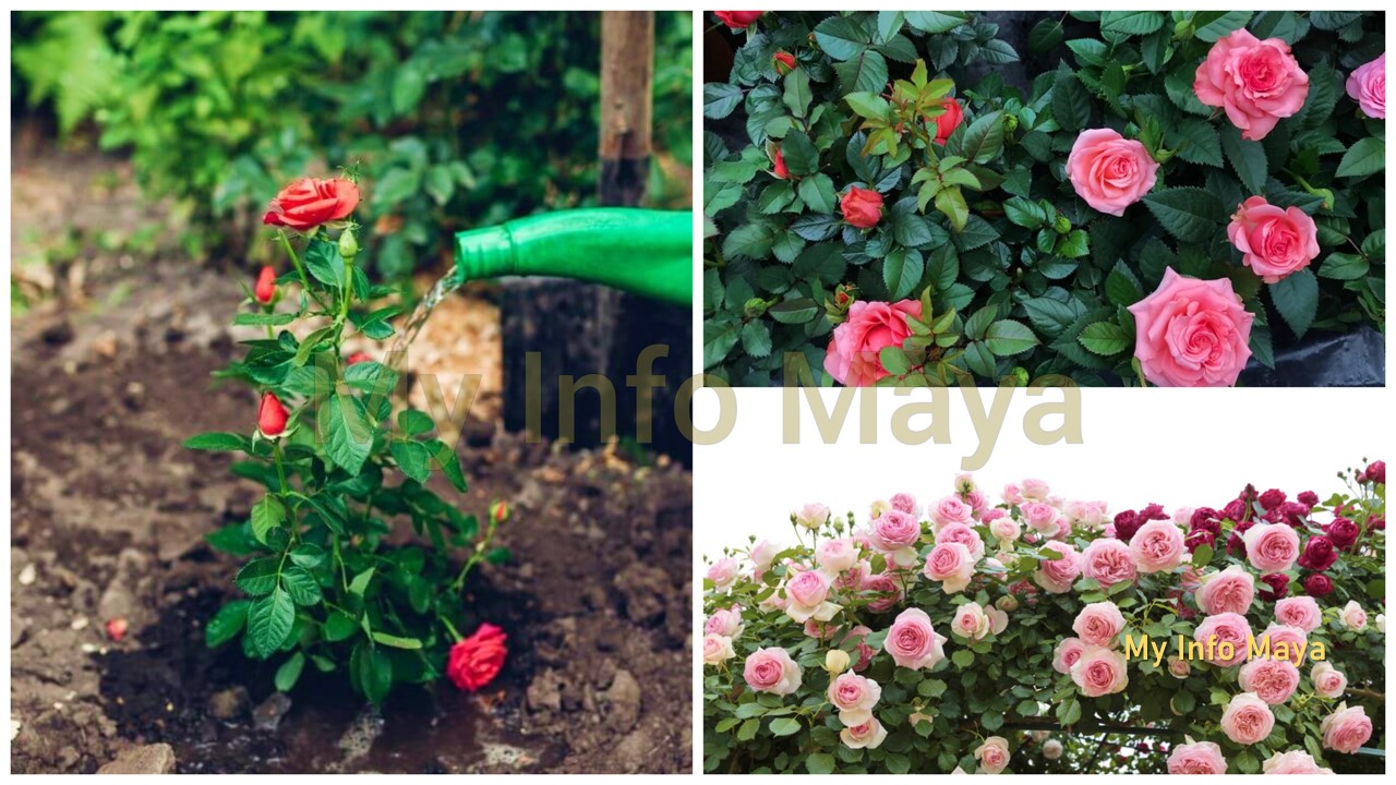 Teknik Penjagaan Bunga Ros Yang Ditanam Agar Sihat Dan Berbunga Lebat ...