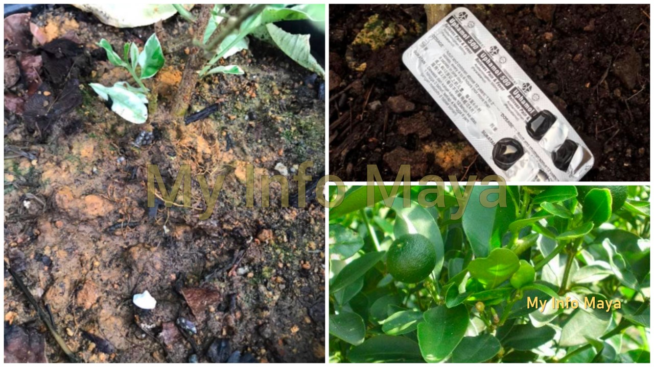 Kaedah Pokok Subur Guna Paracetamol Atasi Pokok ‘Sakit’ Begini Caranya ...