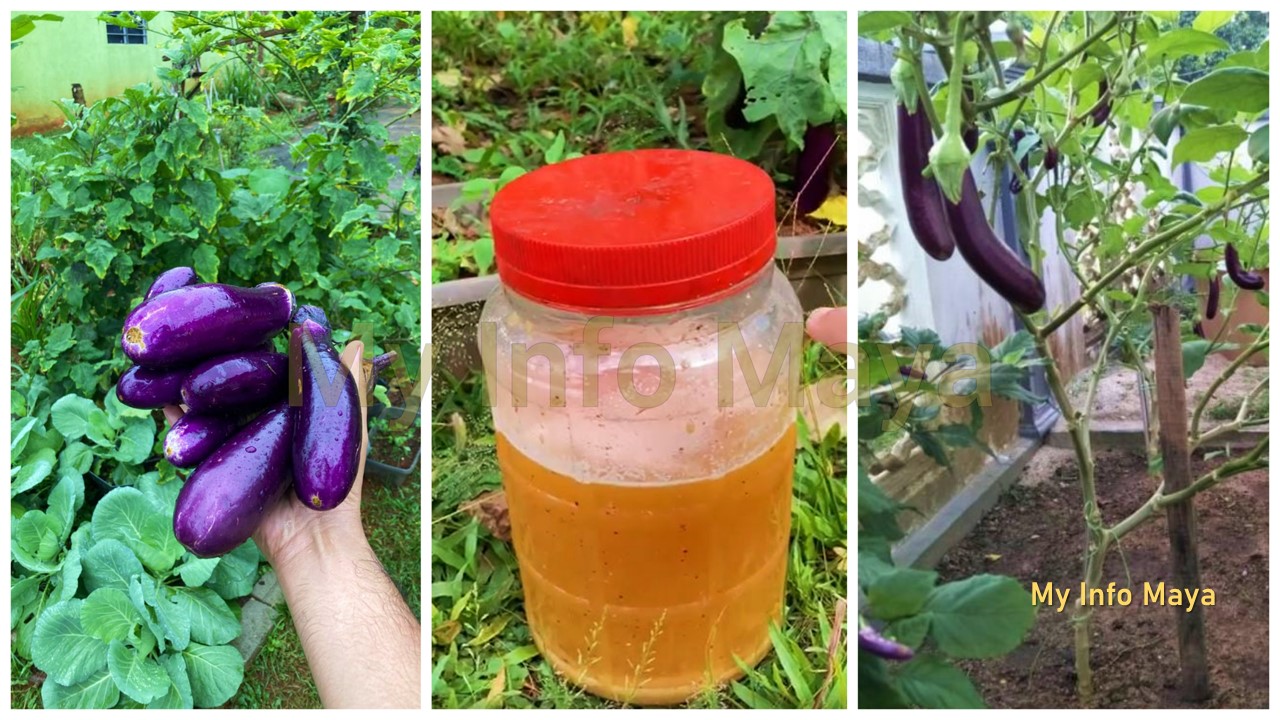 Rahsia Baja Kulit Buah Ikut Cara Ini Boleh Lebatkan Pokok Sayur Yang ...