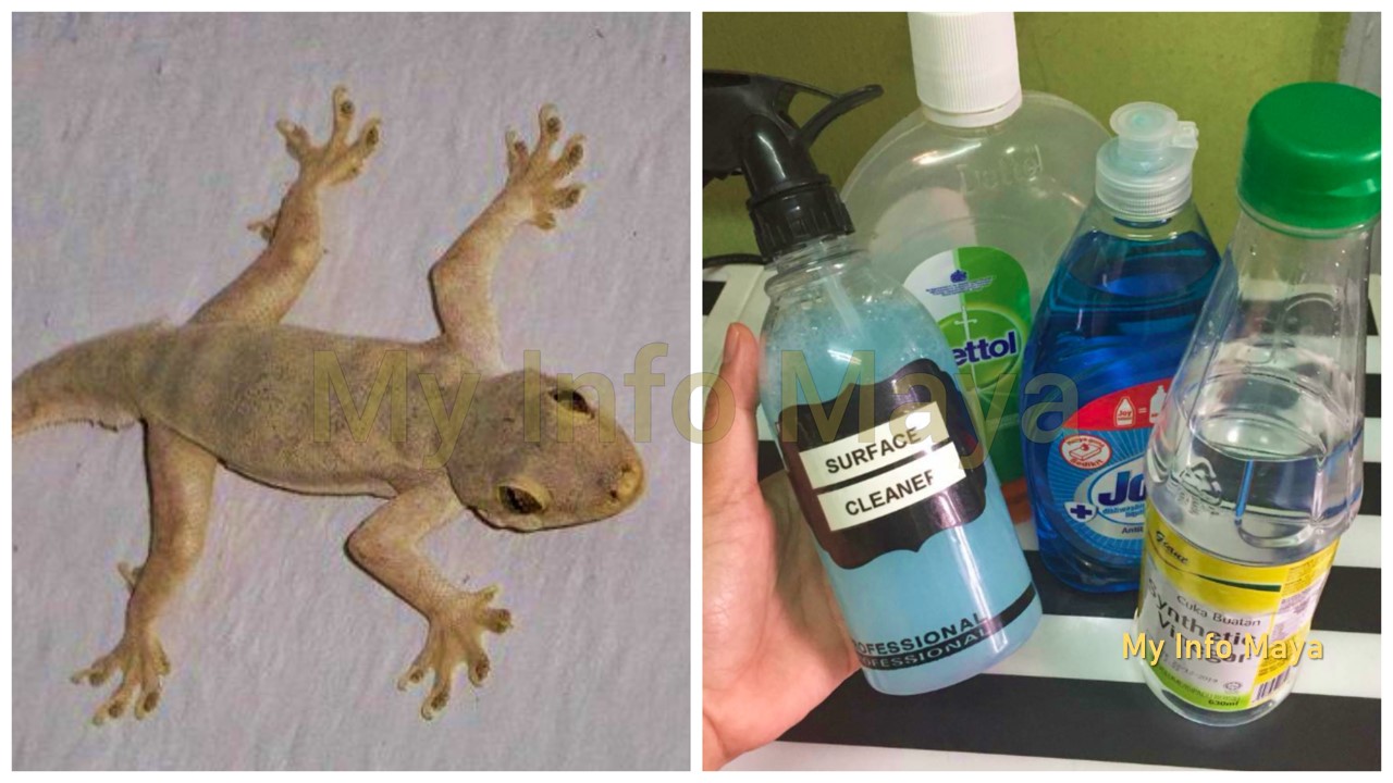 Cicak Banyak Dalam Rumah Ikut Cara Ini Untuk Hilangkan Memang Berkesan ...