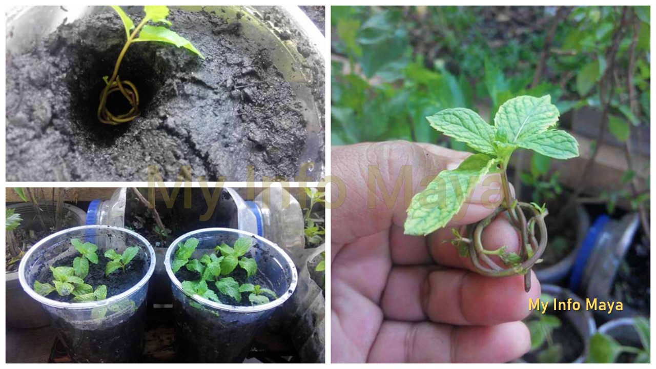 Pokok Pudina Subur Merimbun Tanam Ikut Cara Ini Pokok Cepat Membesar ...