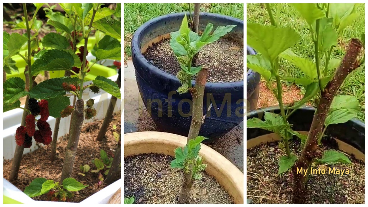 Tanam Pokok Mulberry Ikut Kaedah Ini Sangat Mudah Confirm Buah Lebat ...