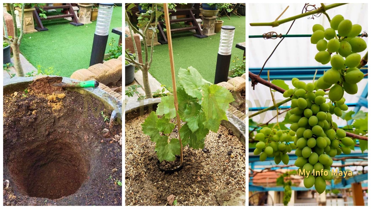 Suka Berkebun Boleh Cuba Tanam Anggur Dekat Rumah Ikut Kaedah Ini Pokok ...