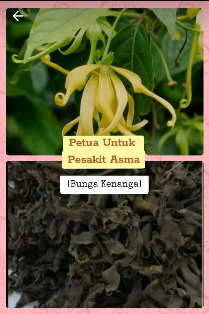 Petua Tradisional Legakan Asma Dengan Bunga Kenanga - My Sumber Maya