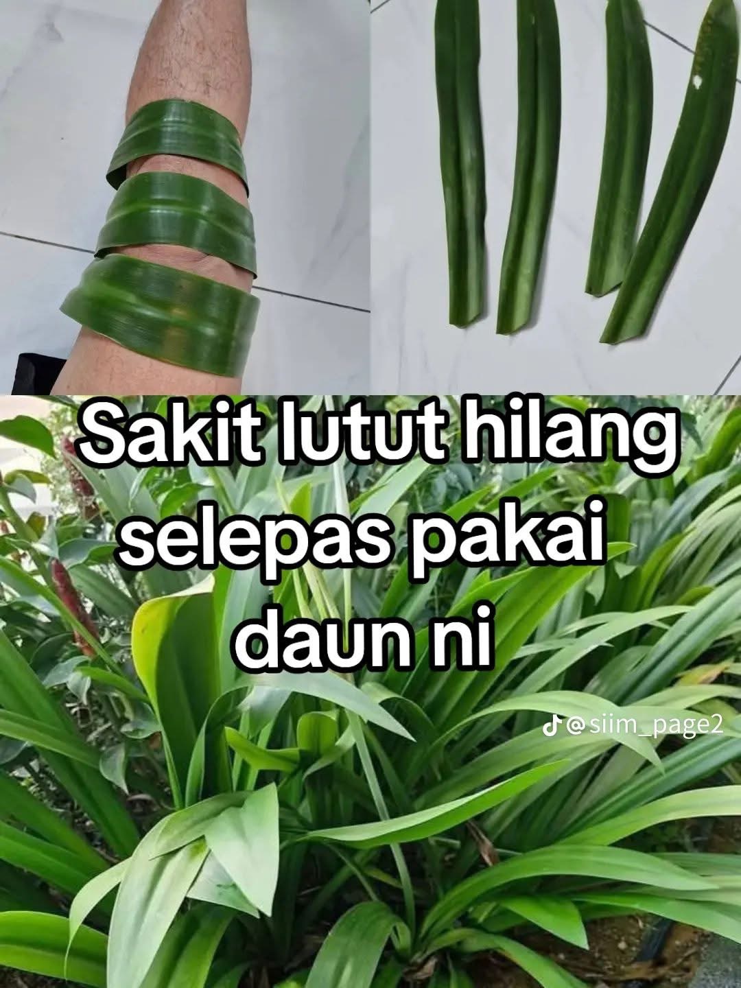 Petua Tradisional Hilangkan Sakit Lutut Dengan Daun Tembaga Suasa - My ...