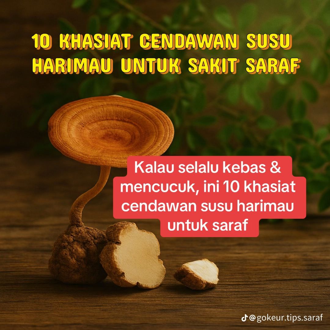 10 Kebaikan Cendawan Susu Harimau untuk Kesihatan Sistem Saraf - My ...