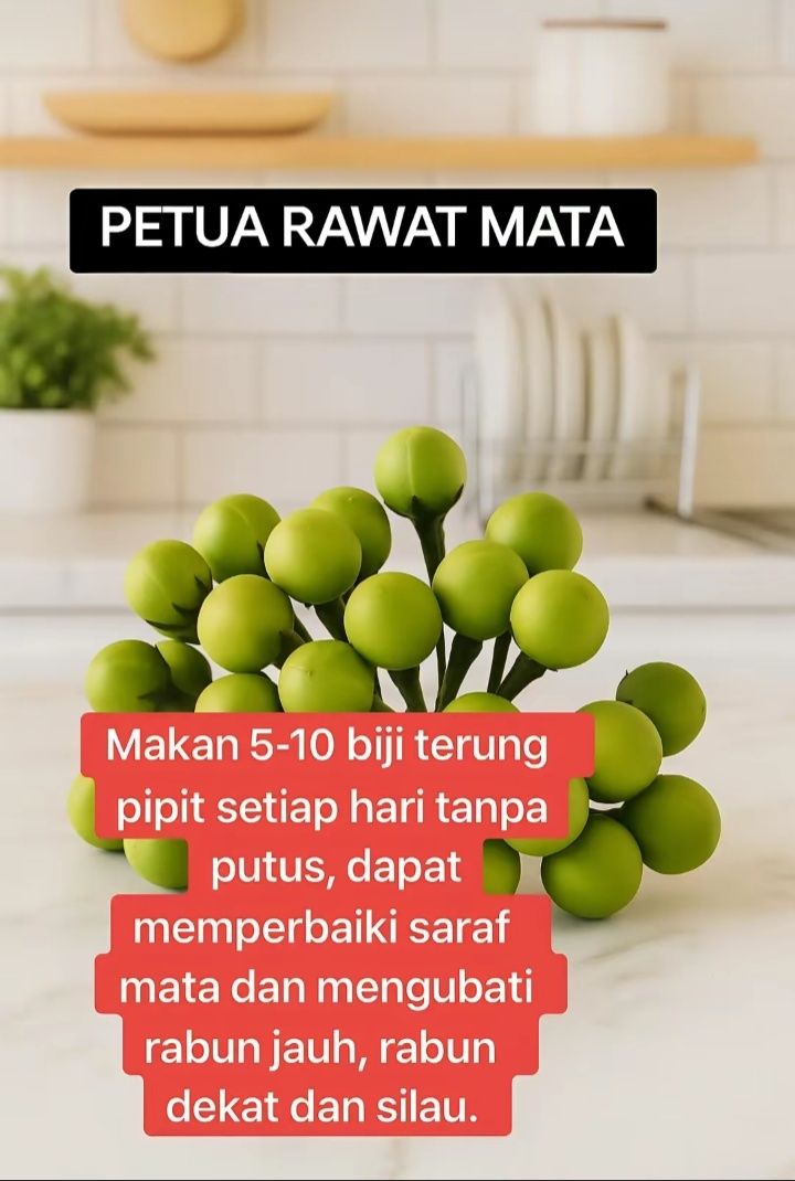 Terung Pipit Ulam Pahit Penajam Mata - My Sumber Maya